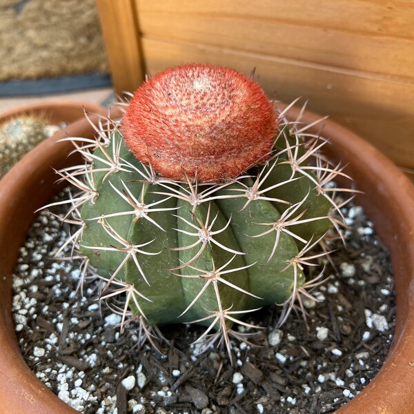 Melocactus Curvispinus Live Rooted Cactus From Seed Grown - Turk's Cap ...
