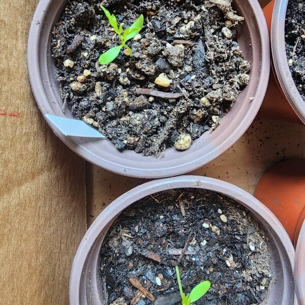 20 Seeds Common Barberry Bush - Berberis Vulgaris - Edible Berries - Etsy