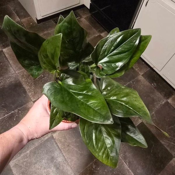 Syngonium Erythrophyllum "red Arrow": Live Indoor Plants - Easy Care ...