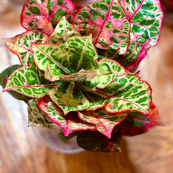 Codiaeum Pictum Variegatum/croton Rose - Etsy