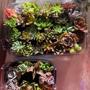 Assorted Live Rooted Succulent Plugs Great for Baby Showers - Etsy