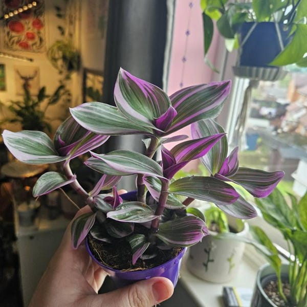 Rose 'fantastic at 60' - Happy Birthday Rose Gift Wrapped With Huge Bow ...