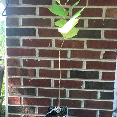 American Sycamore Qt. Pot platanus Occidentalis - Etsy