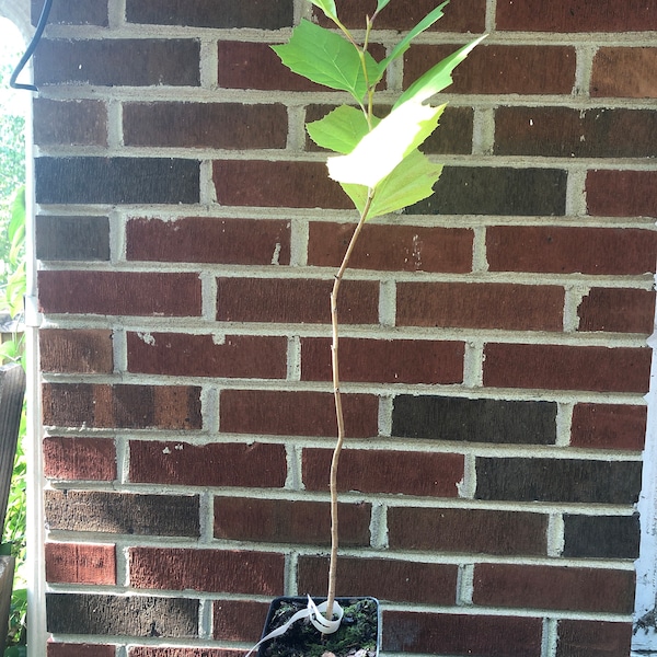 American Sycamore Qt. Pot platanus Occidentalis - Etsy