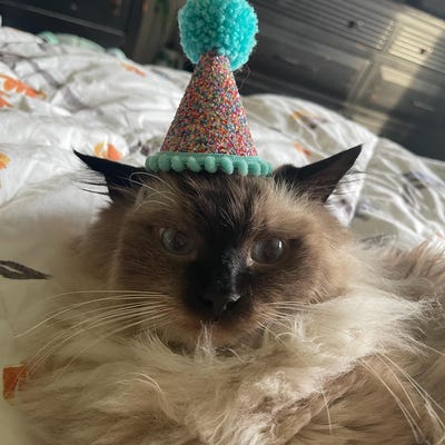 Cat Birthday Hat Pet Party Hat Puppy Birthday First Birthday Puppy First Birthday Birthday Party ...