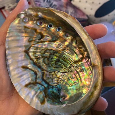 Pink Pecten Sea Shell for Home Decor, Artwork, Drafting, Jewelry and ...