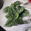 Scindapsus Pictus Platinum Java - 6" From Myplants - Etsy