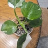 Philodendron Punctata **(ALL Starter Plants Require You to Purchase Any ...