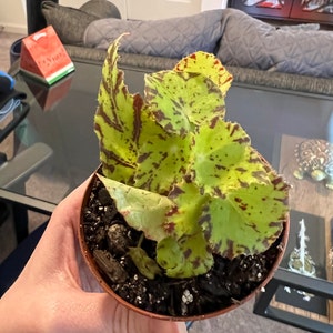 Rhizomatous Begonia 'starburst' - Etsy