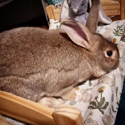 Bunny Cushion for Ikea Bed for Rabbits, Cats, Dolls, Pets - Etsy