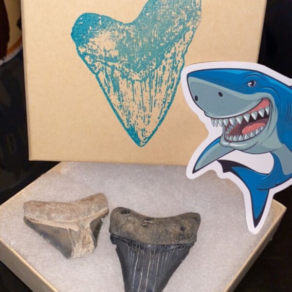 Small Megalodon Tooth Pendant Florida - Etsy