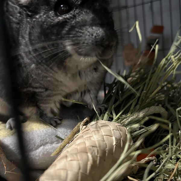 Petal Piñata – Chinchilla / Rat / Degu / Rabbit / Guinea Pig / Hamster ...