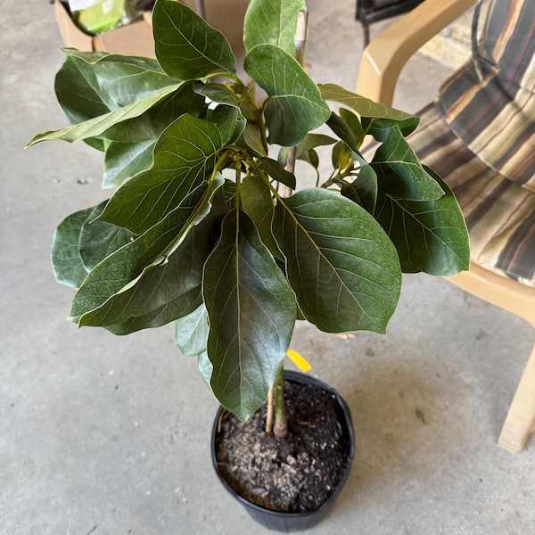 Marcus Pumpkin Avocado Tree, Cold Hardy, Grafted in 3 Gallons Pot - Etsy