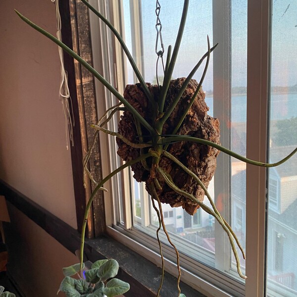 Floating Forest Trio Moss Wall Art, Wall Decor, 3 Cork Bark W ...