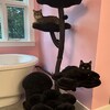 EDEN Wood Floral Cat Tree Tower, Wooden Cat Tower, Modern Cat Climbing ...