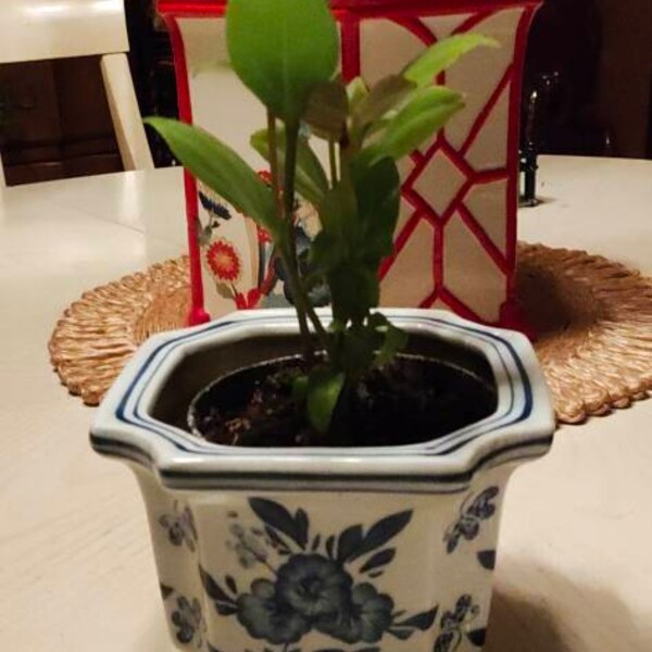 Athens Blue Princess Glory Bush Planttibouchina Urvilleanasmall Starter ...