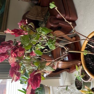 Duranta Variegata VARIEGATED SKY FLOWER Live Semi-tropical - Etsy