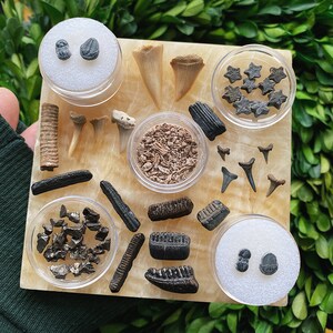 Excellent Fossilized Turtle Toe Bone Pleistocene 10000 24 | Etsy