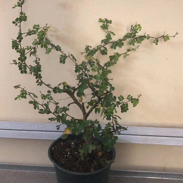 Haematoxylin Campechianum - Campeche - Bonsai Start / Pre Bonsai - Live ...