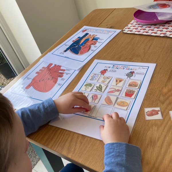 Human Anatomy Study Bundle, Anatomical Heart Homeschool Curriculum ...