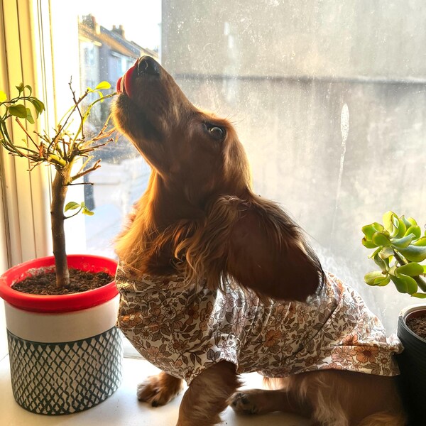 Lana Floral Dachshund/small Breed Jersey Tankie - Etsy