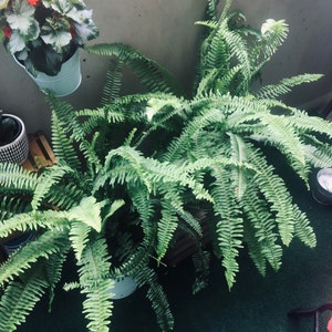 Bambusa lady Finger Clumping Non-invasive Bamboo Plant | Etsy