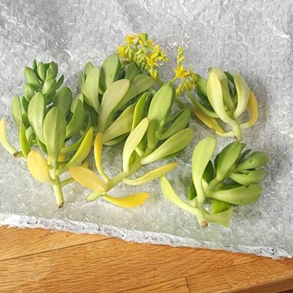 Sedum Dendroideum, Tree Stonecrop, Rare Succulents With Massive Long ...