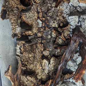 Star Moss Tortula Ruralis - Etsy