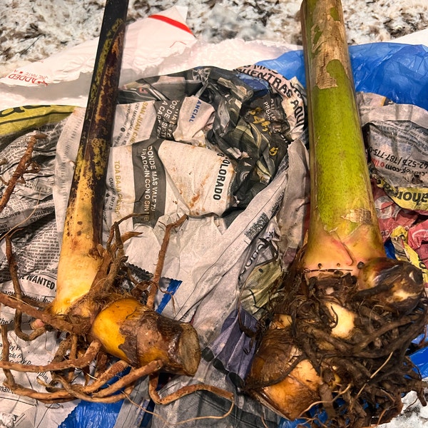Exotic Tropical Plant Rhizomes Variegate Shell Ginger Large Size With ...