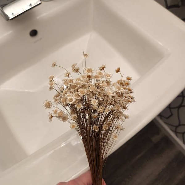 Dried Star Flowers, Natural Star Flower , Tiny Mini White Daisy, BOHO ...