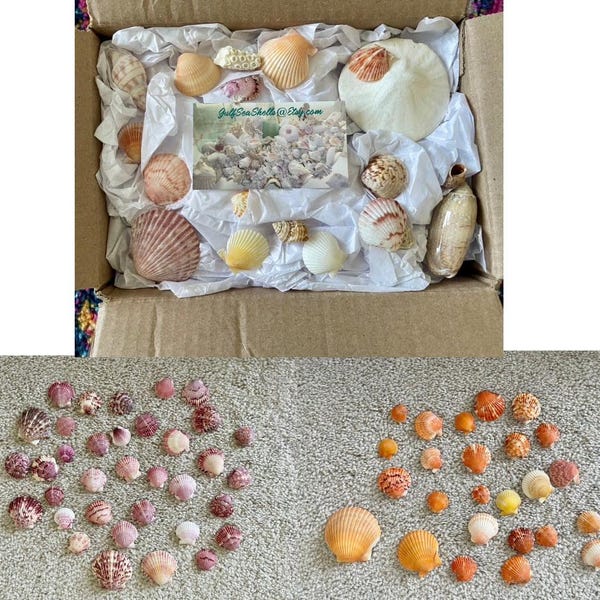 108.5mm Forreria Belcheri Giant FORRERIA/BELCHER'S CHORUS Shell ...