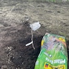 Anna Apple Tree on M7, Bare Root, 3/8" . Low Chill Requirement, Great ...