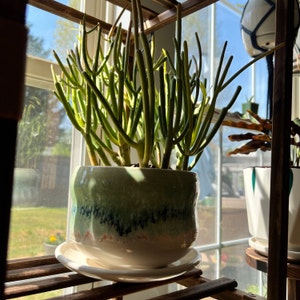 Fire Stick Cactus 6 Inch Sticks on Fire Cactus Tirucalli Live Cacti ...