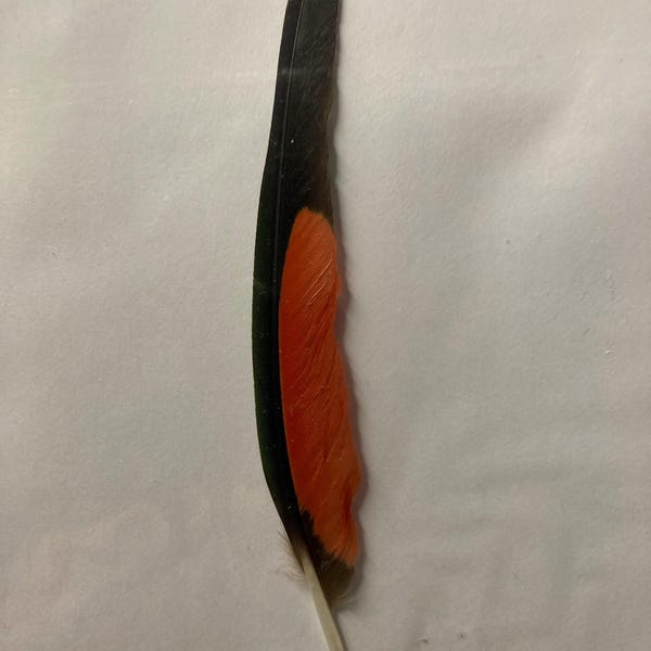 Ethical Peacock Feathers - Australian Smudging Feathers - Boho Festival ...