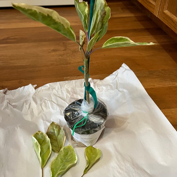 FIREBUSH Firefly Dwarf Scarlet Red Shrub Live Plant Orange Yellow ...