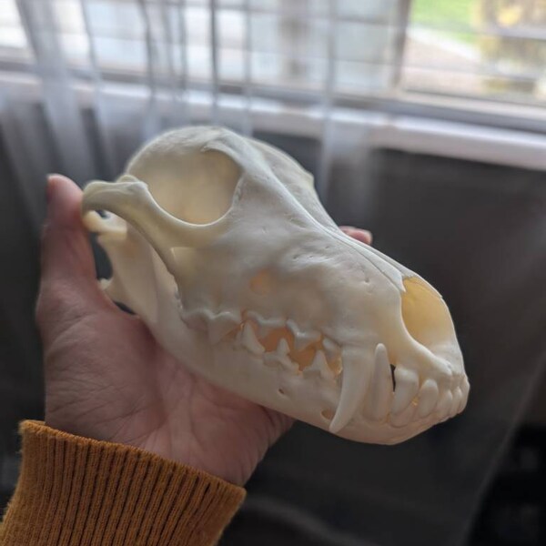 10 Deer Distal Phalanx Bones Phalanges Knuckle Bones - Etsy