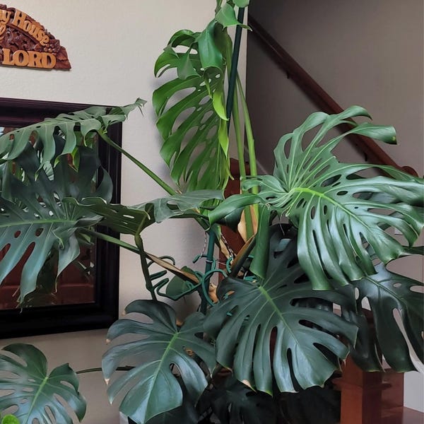 Fiddle Leaf Fig Tree Coaster Plant Desk Toy or Coffee Table Piece - Etsy