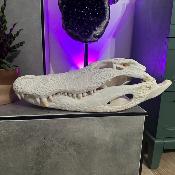 Large Bahama Queen Conch Shell Horn Trumpet (pink) 7"+ - Etsy