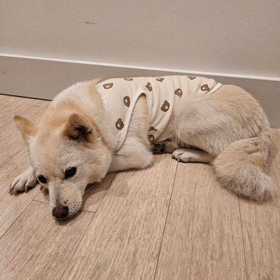 Daisy Chiffon Crop Top, XS-2XL, Dog-shirts Dog Top, Dog Clothing, Dog ...