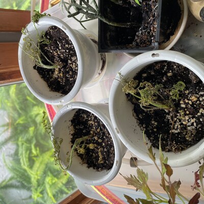 Double Pink Althea rose of Sharon 4 Cuttings to - Etsy