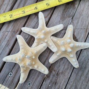 Purple Top Serpent Head Cowrie Seashells 3/4 1' 10 | Etsy