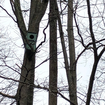 Barred Owl or Great Horned Owl Nesting Box - Etsy