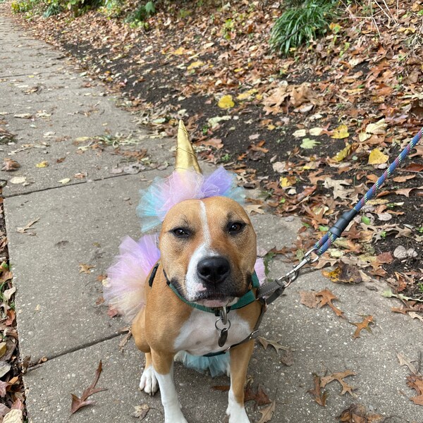 Unicorn Dog Costume: Horn Handmade, Cute, Rainbow, Fluffy Princess Dog ...