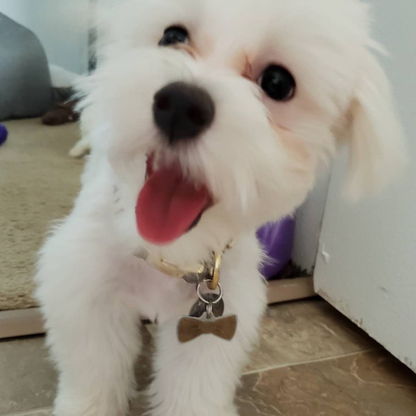 Bow Tie Pet Tag, Made to Size for Your Pet - Etsy