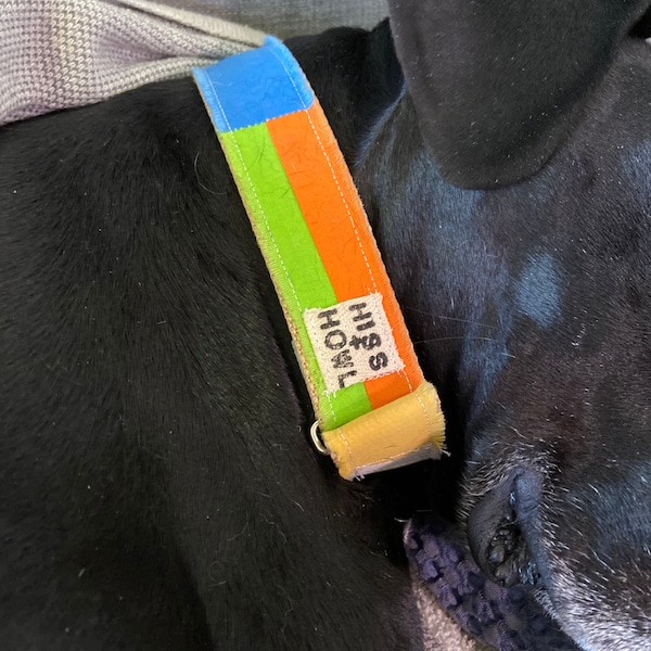 Color Block Dog Collar Bright - Etsy