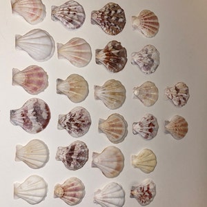 Pecten Pallium Scallop Paired Seashells top and Bottom Not - Etsy