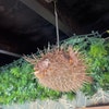 7-10" Hanging Light Puffer Fish Real Blowfish Lamp Taxidermy Animal ...