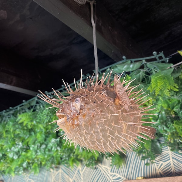 7-10" Hanging Light Puffer Fish Real Blowfish Lamp Taxidermy Animal ...