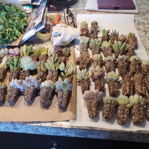 Assorted Live Rooted Succulent Plugs Great for Baby Showers - Etsy