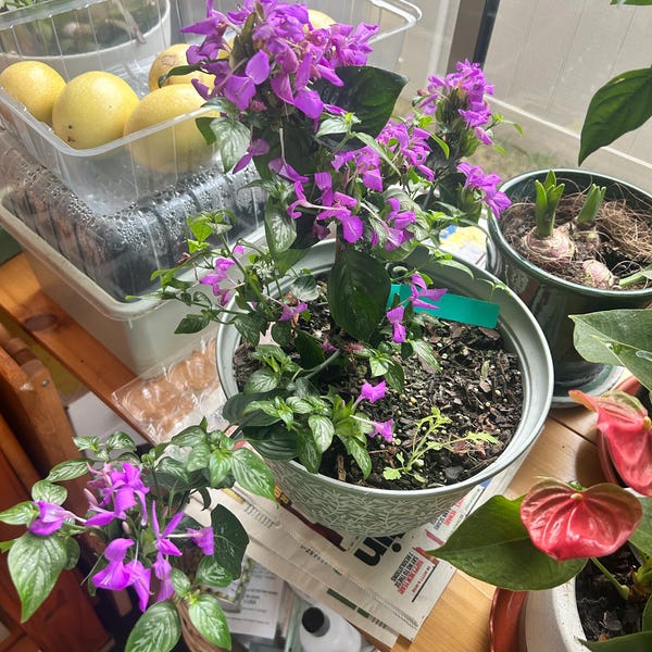 Pitiona, Oaxaca Lemon Verbena, Juanilama, Lippia Alba, 1 Live Plant 2.5 ...